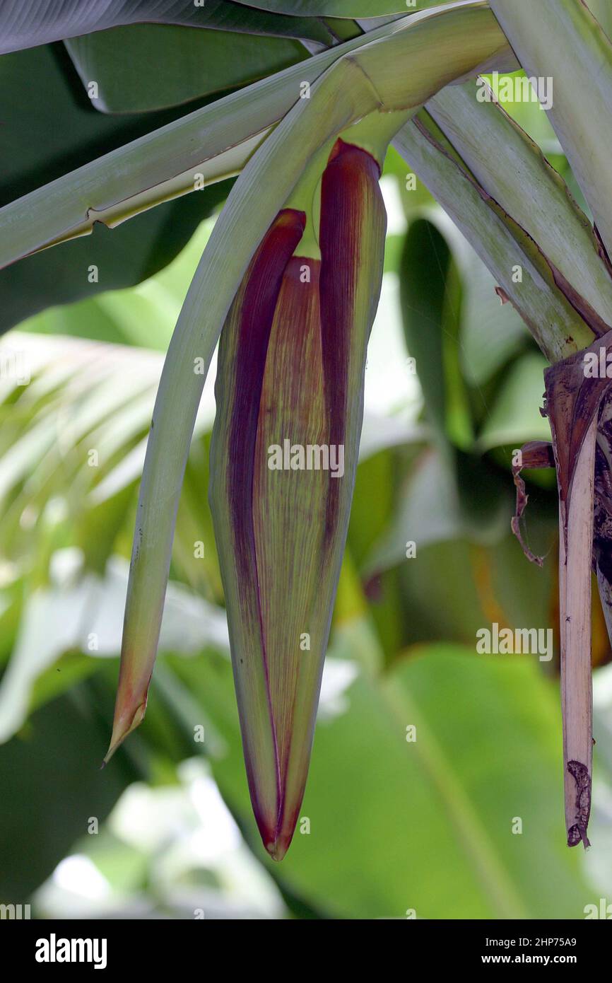 Banana plant at an organic Fair Trade banana plantation Ghana West ...