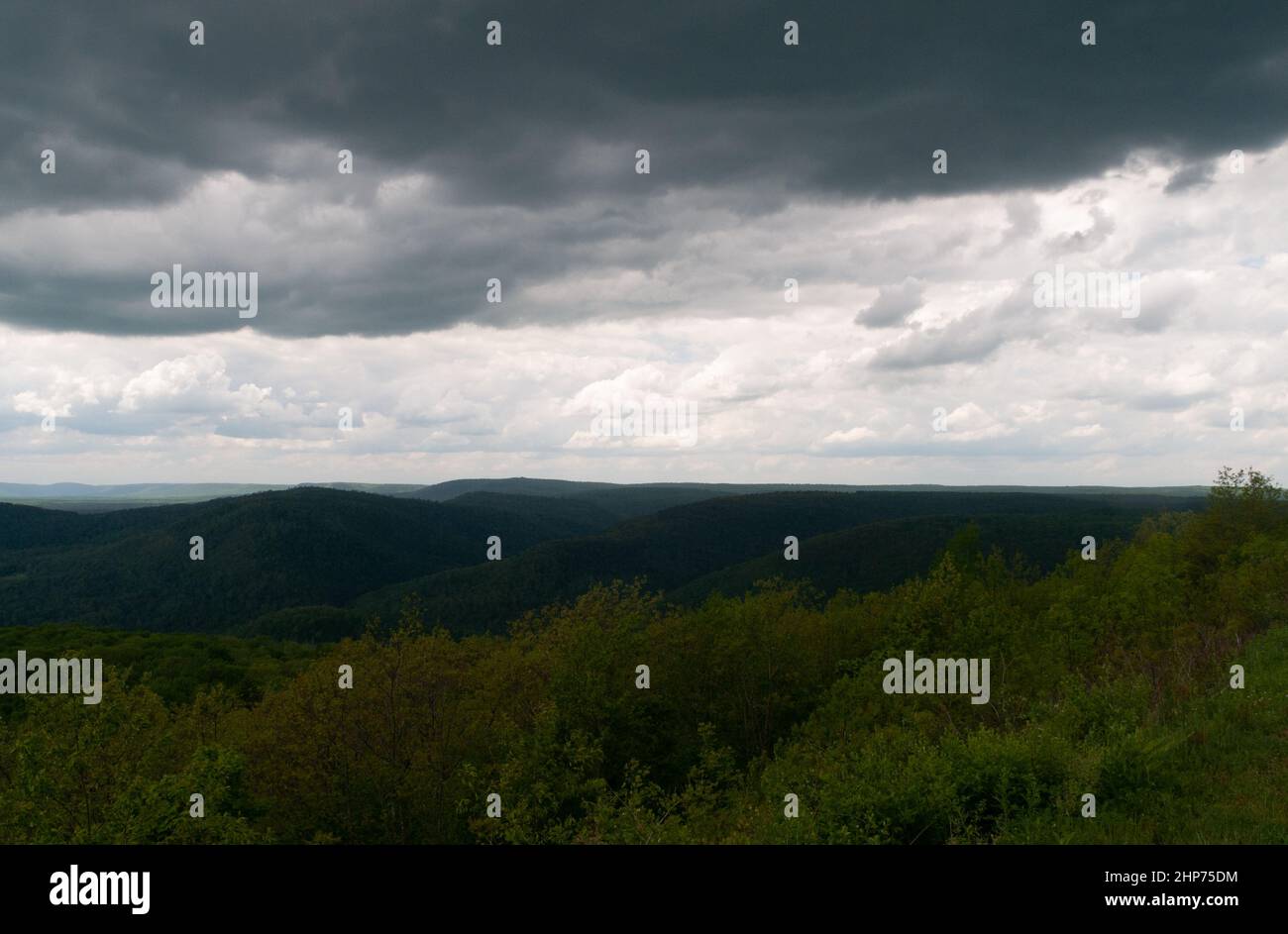 Dark tree canopy hi-res stock photography and images - Alamy