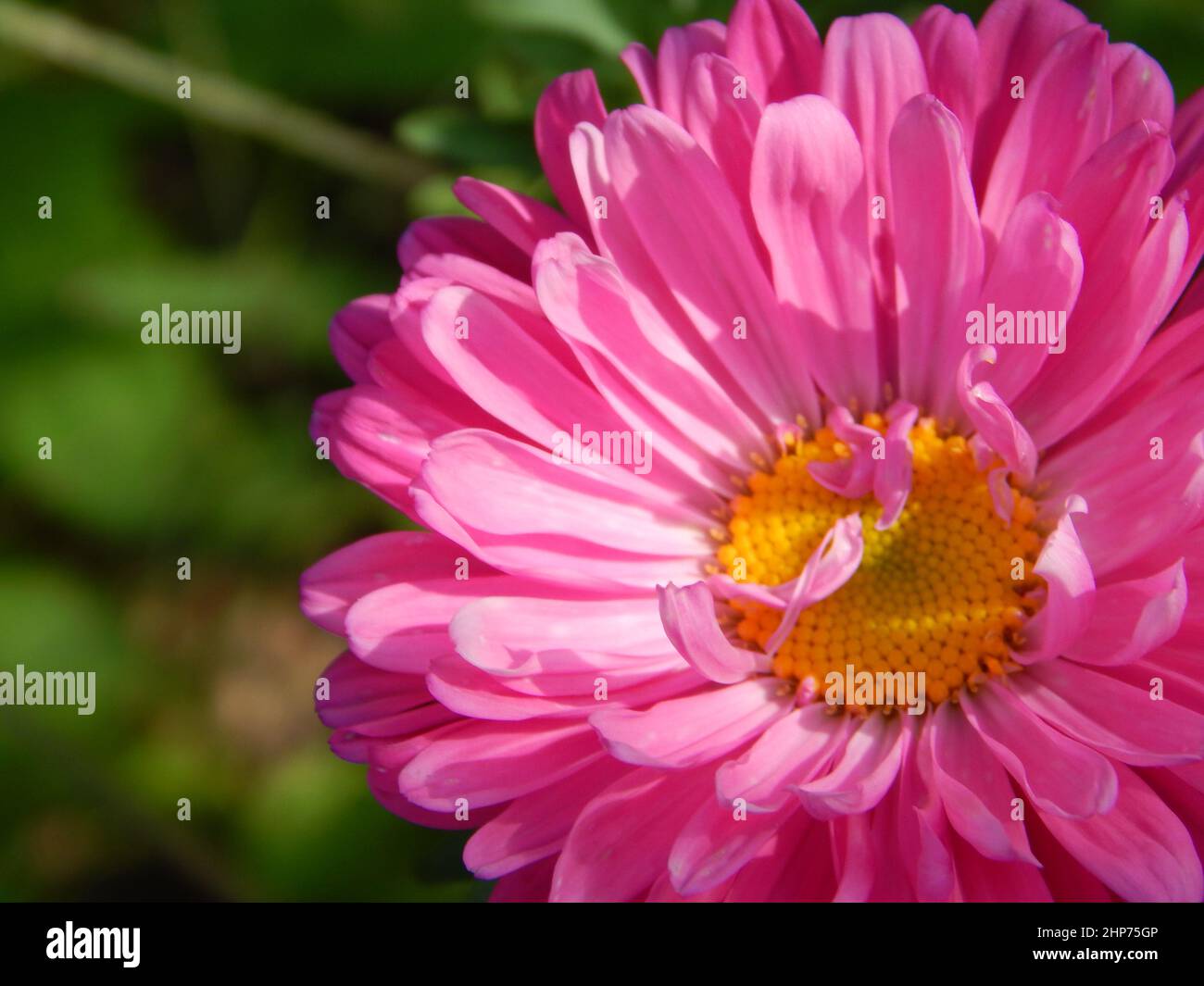 Pink China Aster Stock Photo - Alamy