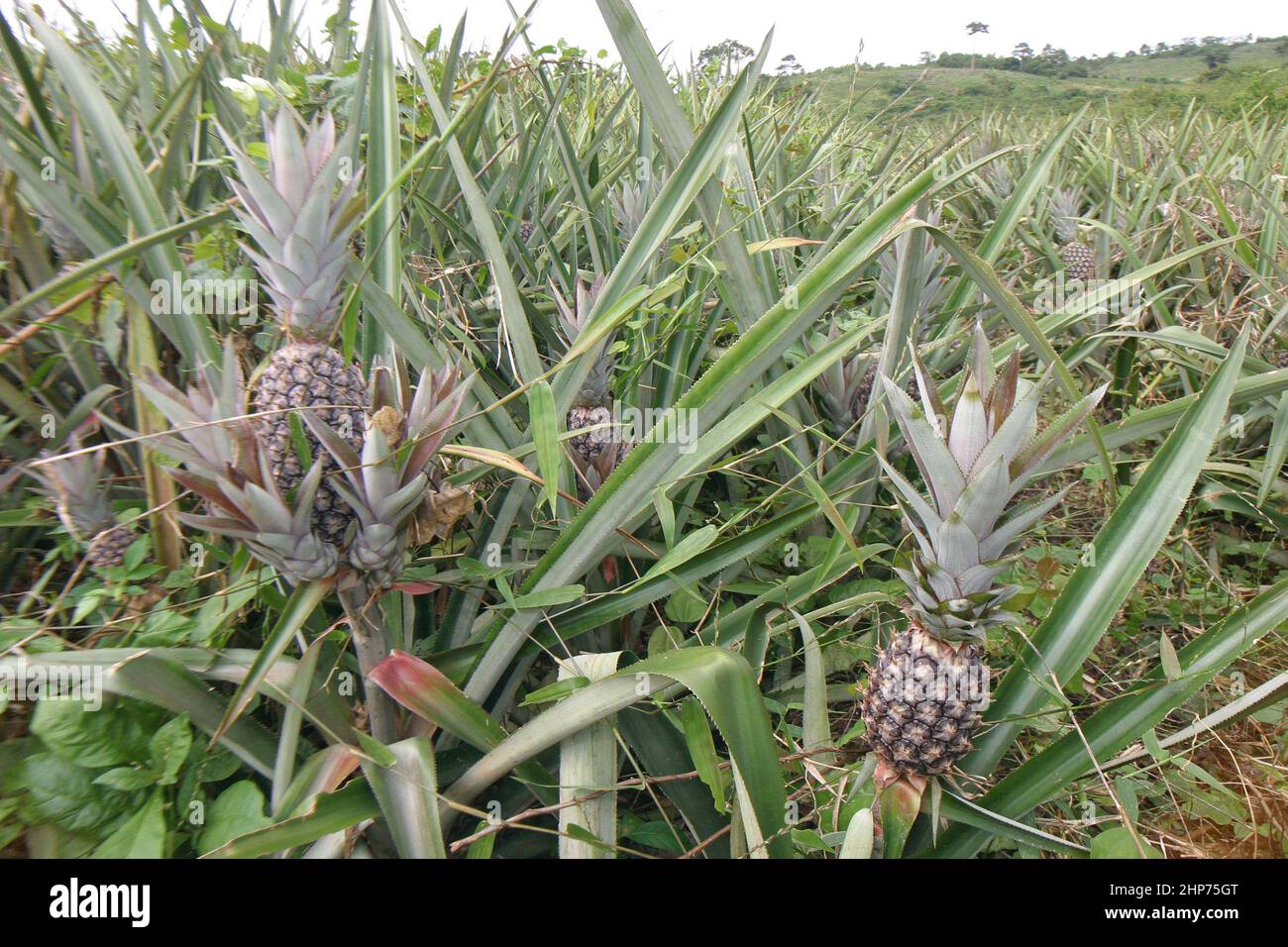Organic Pineapple plants growing in a Fair trade pineapple plantation ...