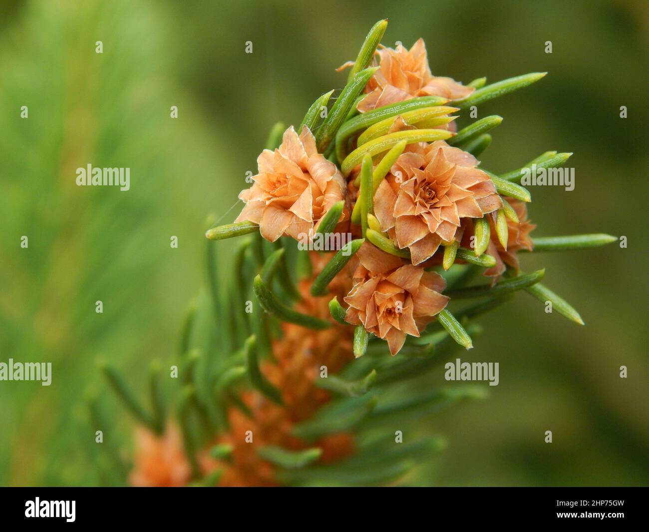 Common Spruce Flowering Stock Photo - Alamy