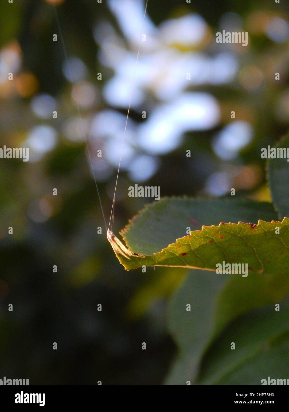 Vertical spiderweb hi-res stock photography and images - Alamy