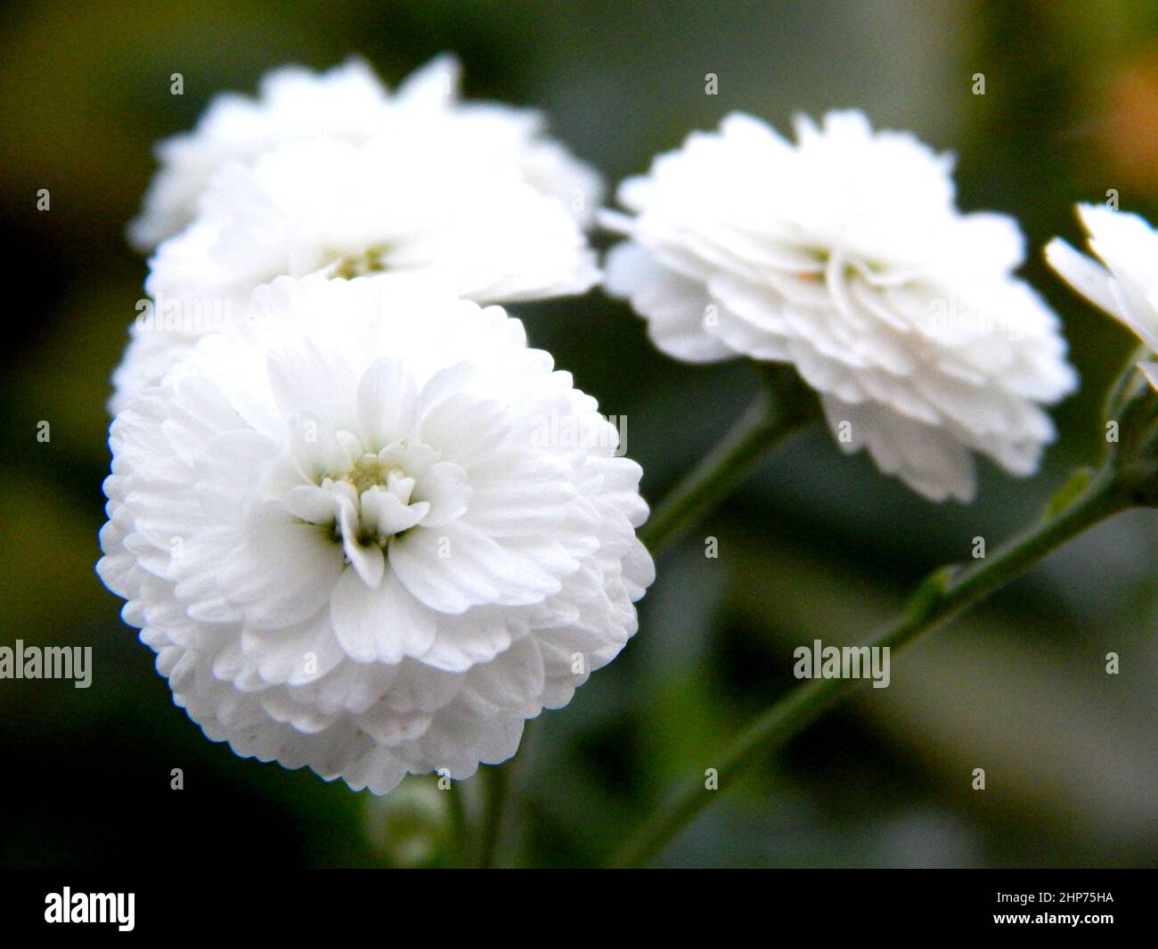 Small White Flowers in the Garden Stock Photo - Alamy