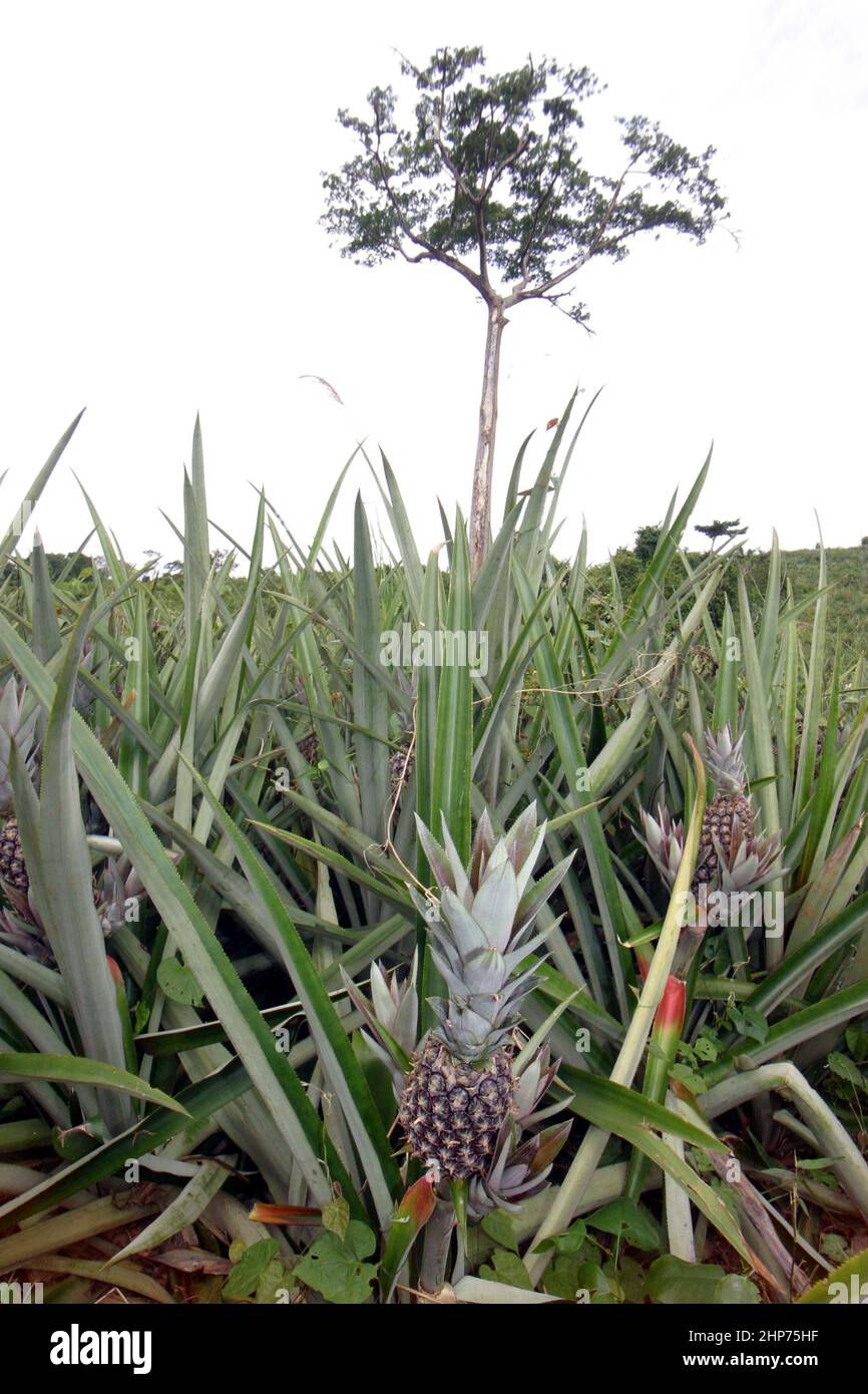 Organic Pineapple plants growing in a Fair trade pineapple plantation ...