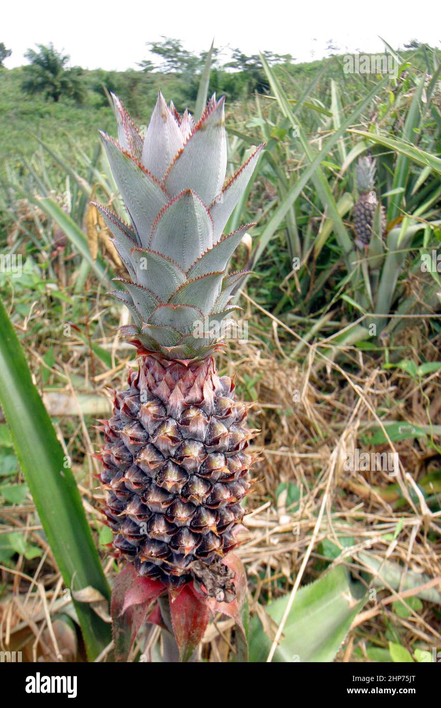 Organic Pineapple plants growing in a Fair trade pineapple plantation ...