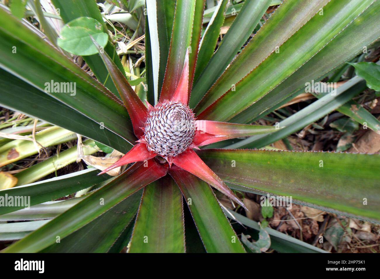 Organic Pineapple plants growing in a Fair trade pineapple plantation ...