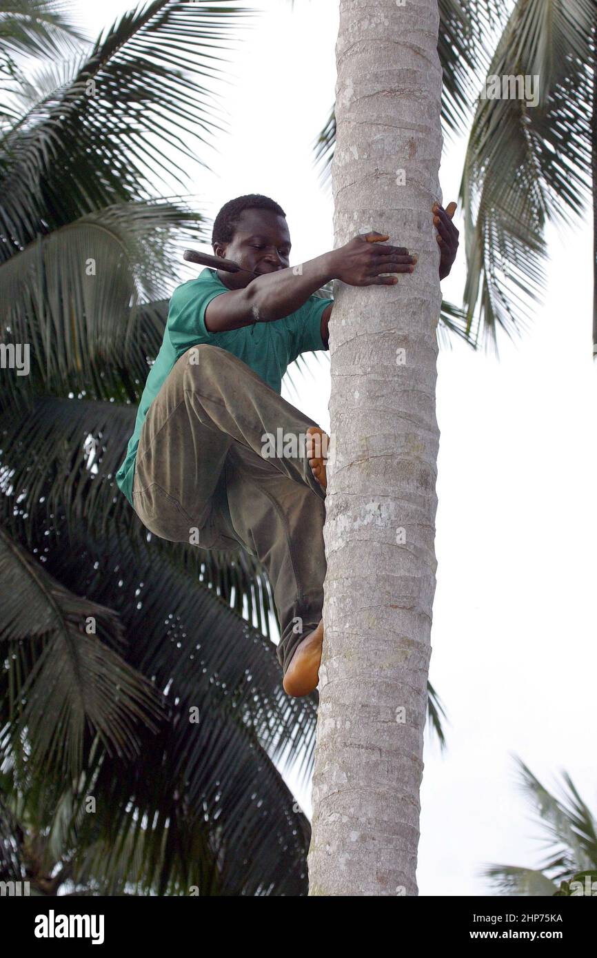 Man climbs tree to collect coconuts Ghana Africa Stock Photo - Alamy