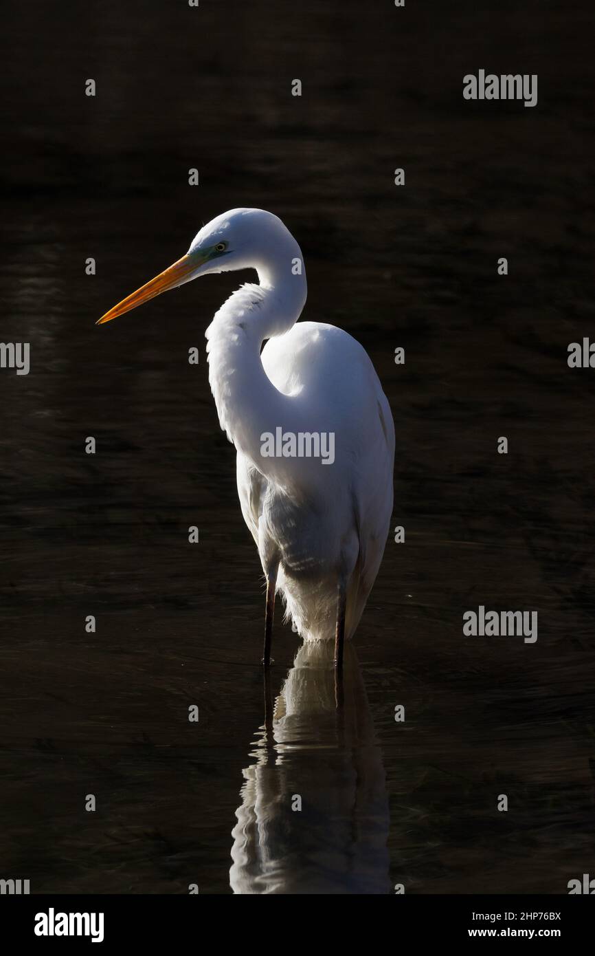 A great egret (Ardea alba) in Izumi no Mori park, Kanagawa, Japan Stock ...