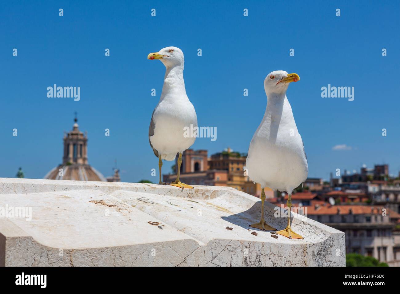 Herring Gulls rest on a ledge as the cityscape of Rome, Italy serves as ...