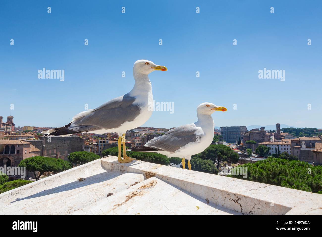 Herring Gulls rest on a ledge as the cityscape of Rome, Italy serves as ...