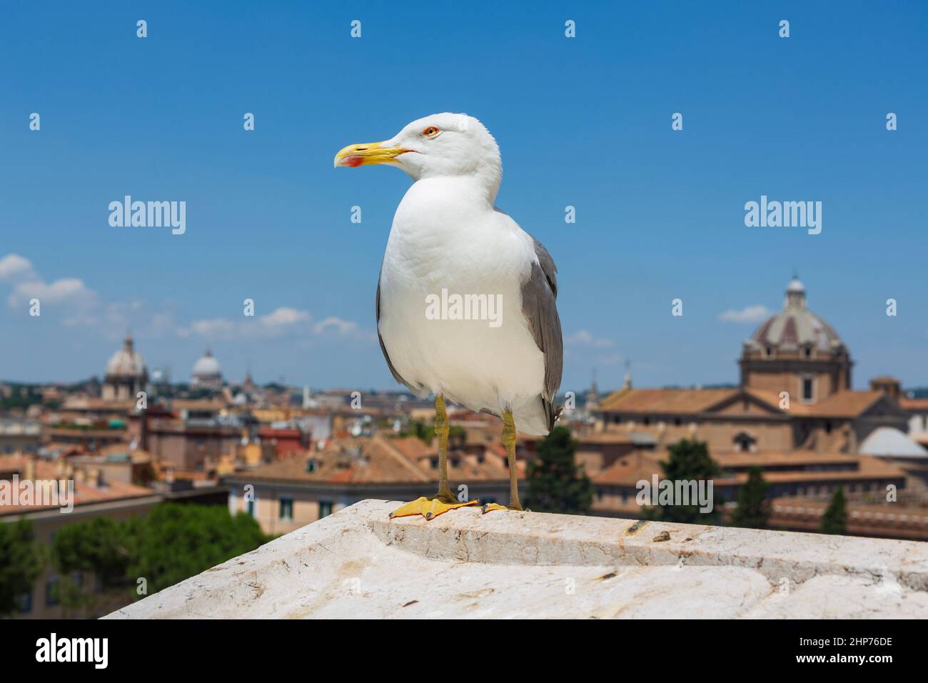 A Herring Gull rest on a ledge as the cityscape of Rome, Italy serves ...