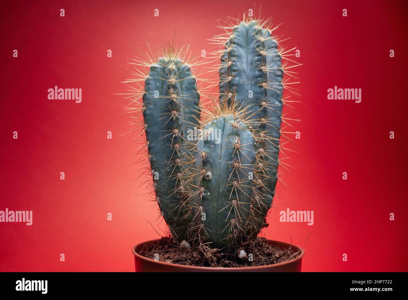 cactus with spines at potted.background of a cactus with long spines ...