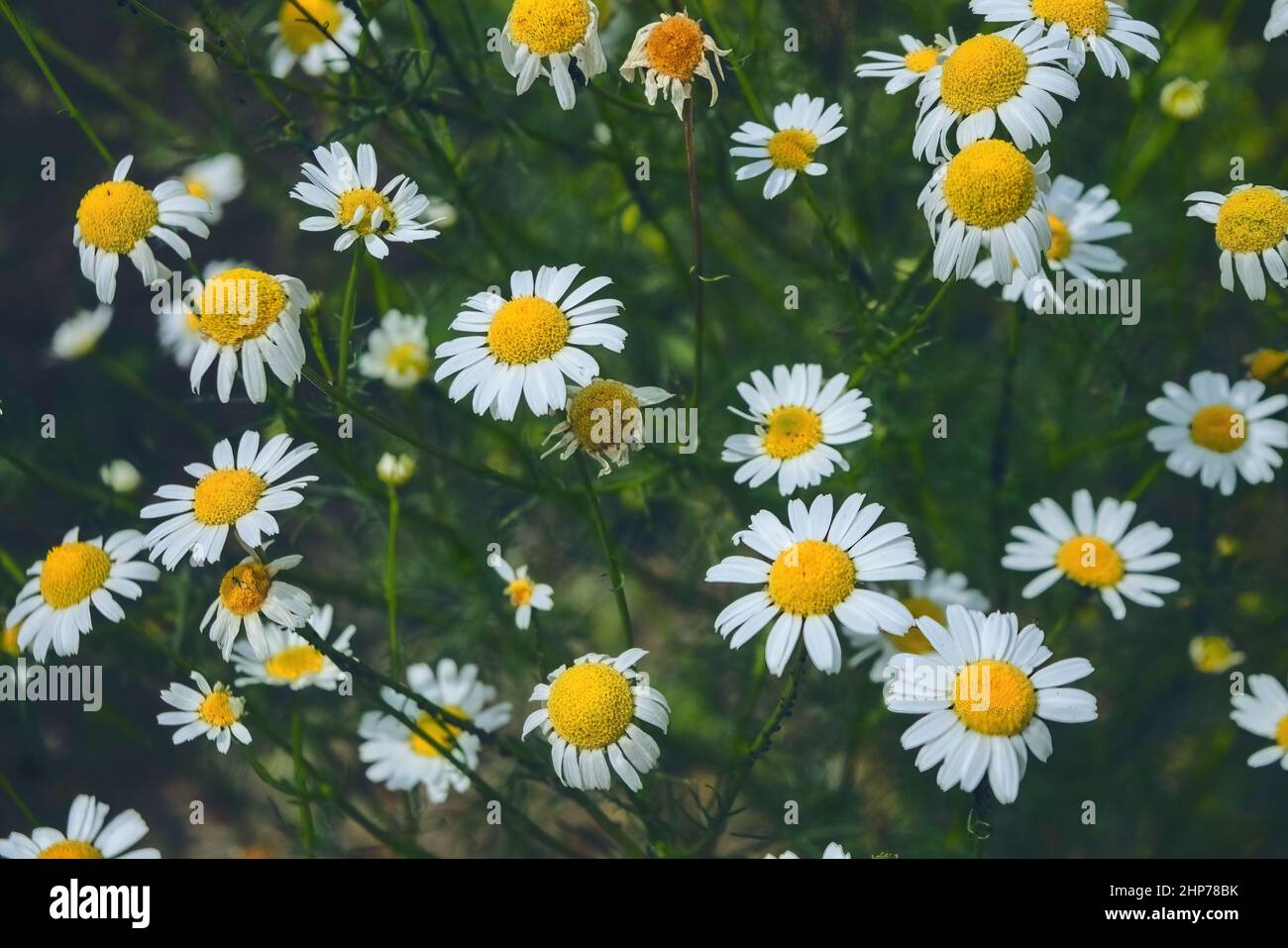 Close up of Matricaria chamomilla flowers, commonly known as chamomile ...