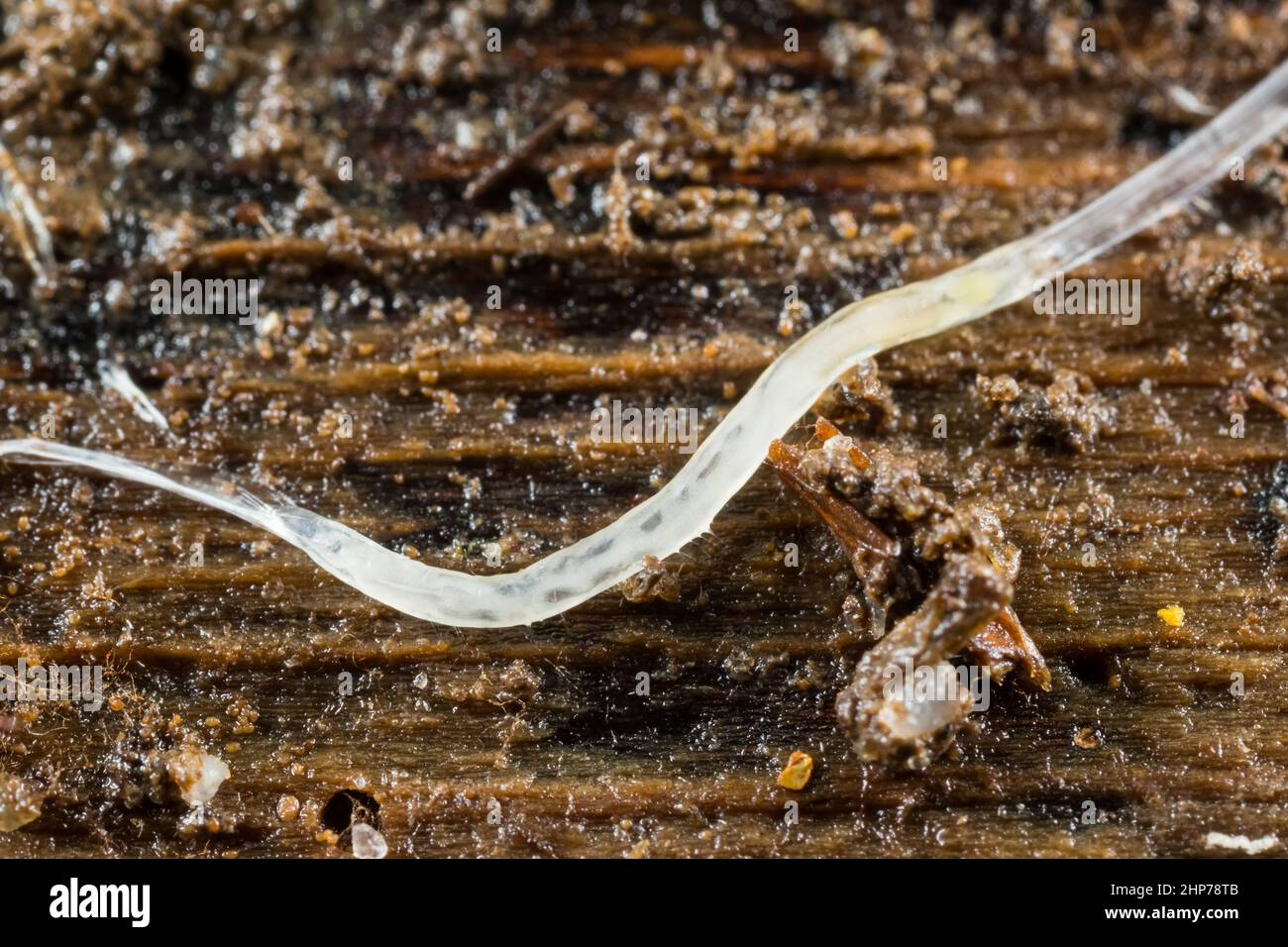 Fungus gnat larva hi-res stock photography and images - Alamy