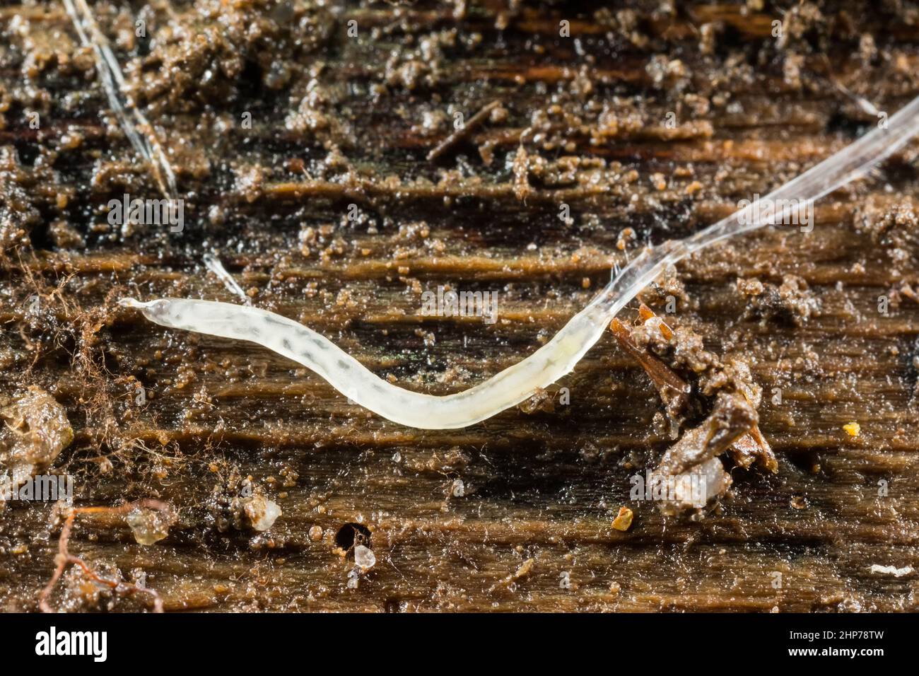 Fungus gnat larva hi-res stock photography and images - Alamy