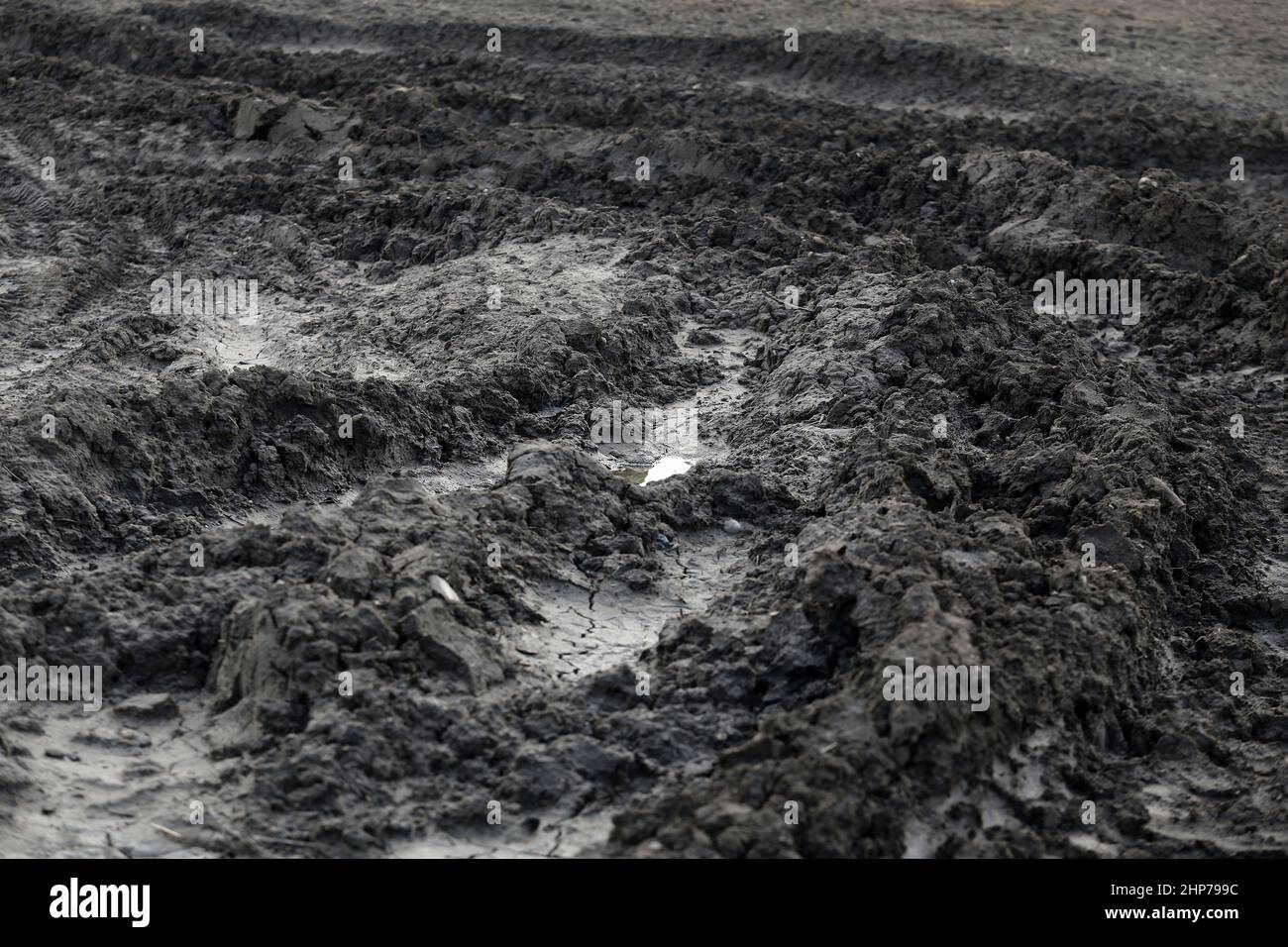 Tractor tracks on wet ground. Damaged fields cultivated by farmers ...