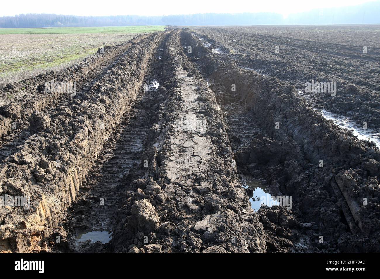 Tractor tracks on wet ground. Damaged fields cultivated by farmers ...