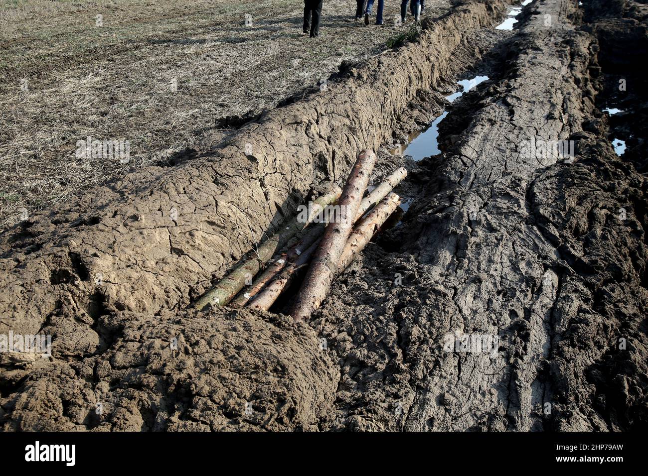 Tractor tracks on wet ground. Damaged fields cultivated by farmers ...