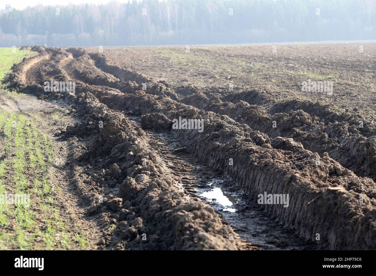 Tractor tracks on wet ground. Damaged fields cultivated by farmers ...