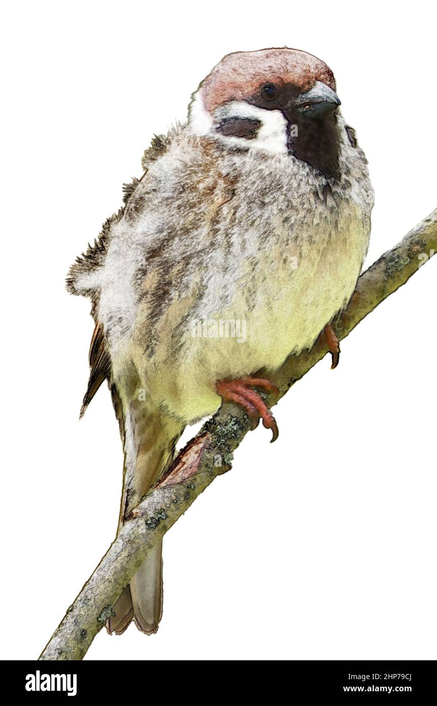 Eurasian tree sparrow (Passer montanus) is a passerine bird in the ...