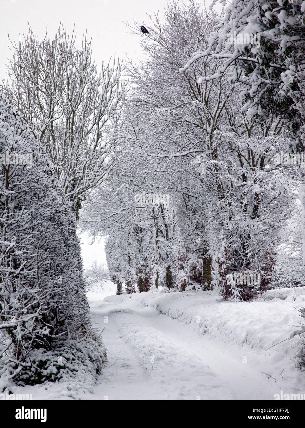Beautiful Blizzard Storm In Du Bland Ierland