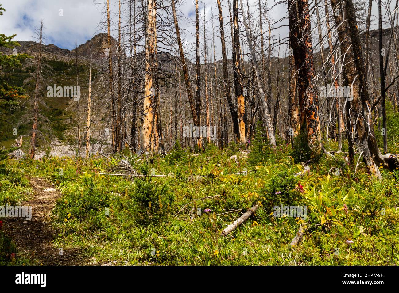 The Rockies. Regrowing forest after extensive fire damage The hiking ...
