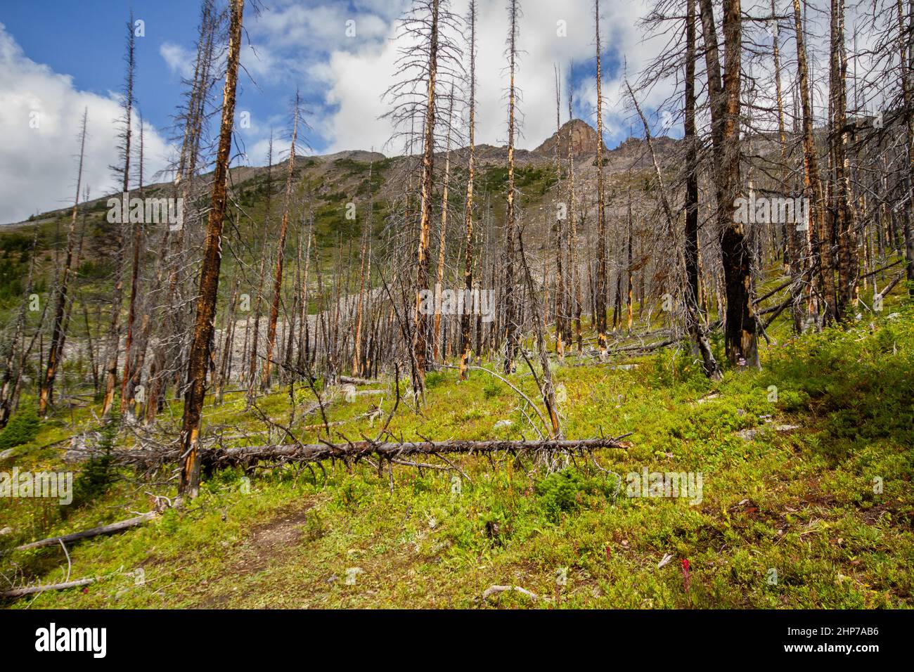 The Rockies. Regrowing forest after extensive fire damage The hiking ...
