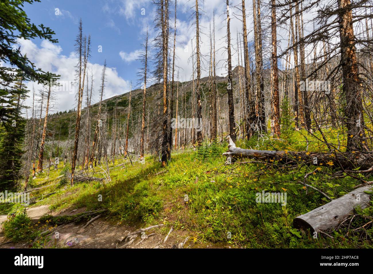The Rockies. Regrowing forest after extensive fire damage The hiking ...