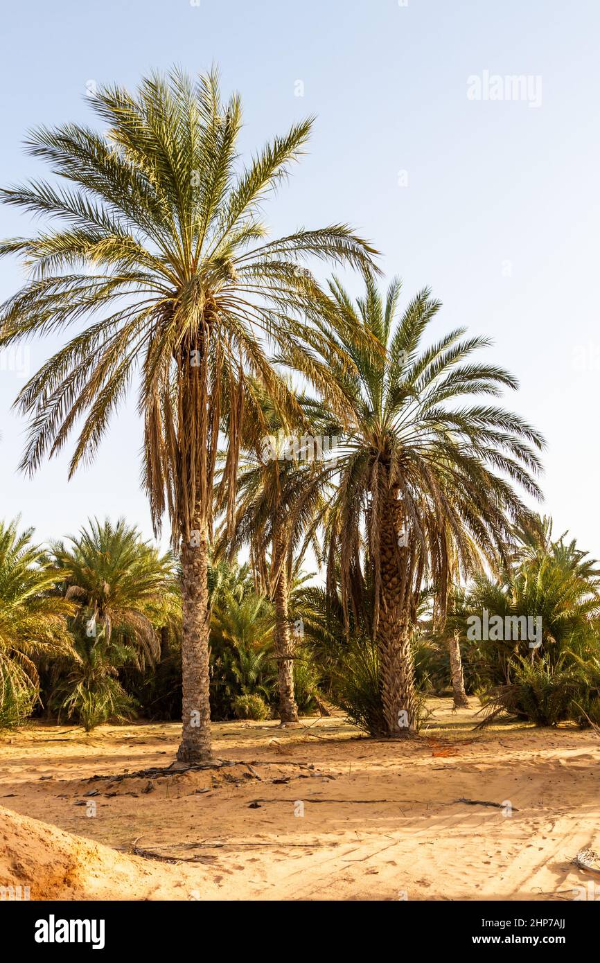 Plantation of the date palm. Date trees (Phoenix) in an oasis near Ksar ...