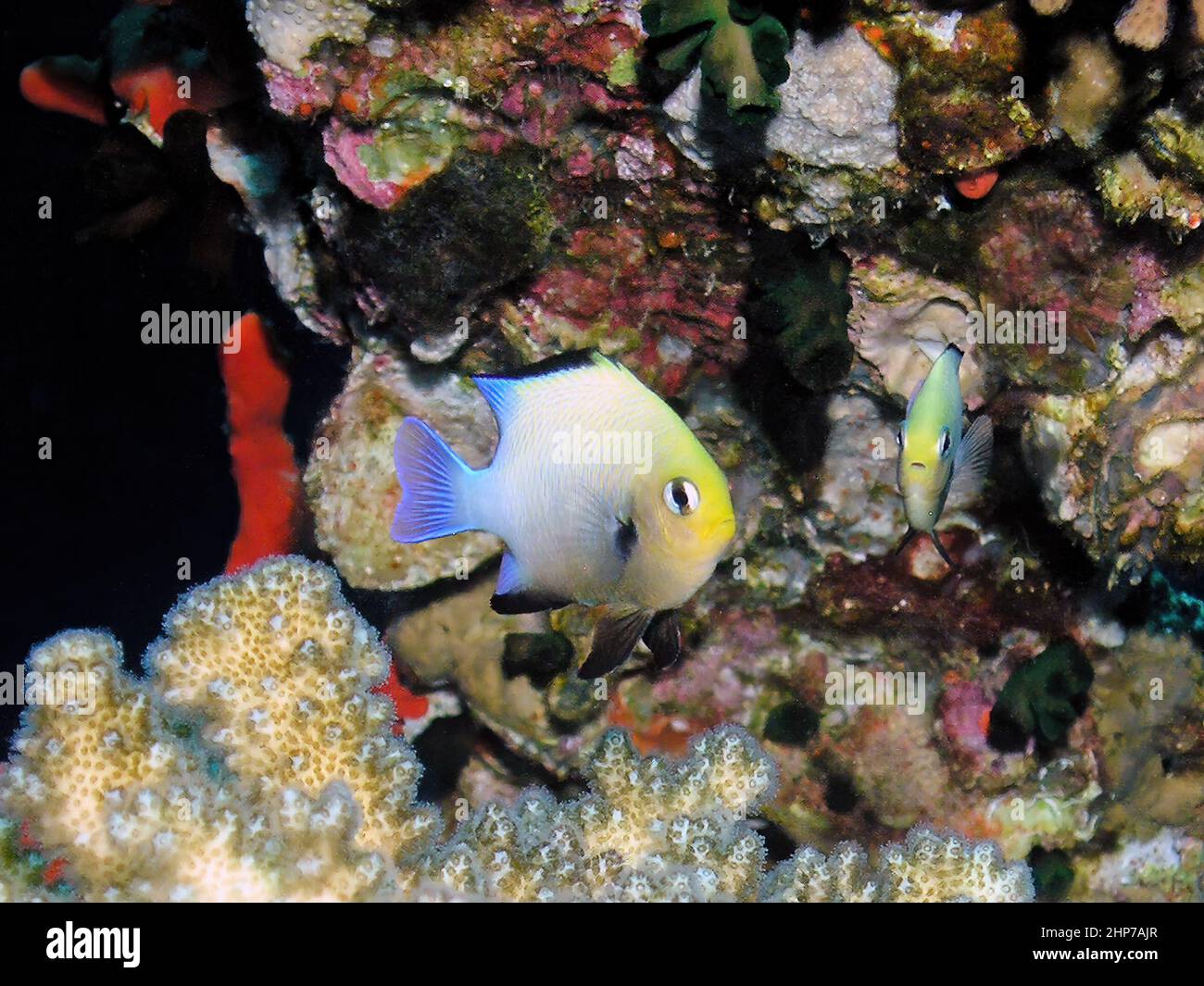 Arabian Damsels (Pomacentrus arabicus) in the Red Sea, Egypt Stock ...