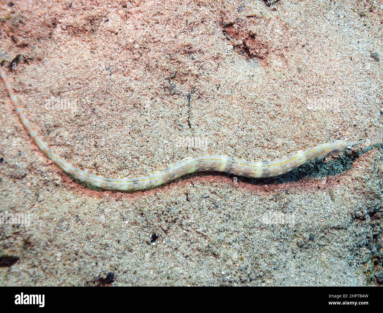 Schultz's Pipefish (Corythoichthys schultzi) in the Red Sea, Egypt ...