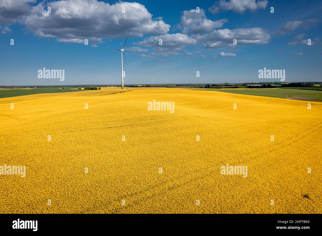 Amazing wind turbine and field of rapeseed. Poland agriculture. Aerial ...