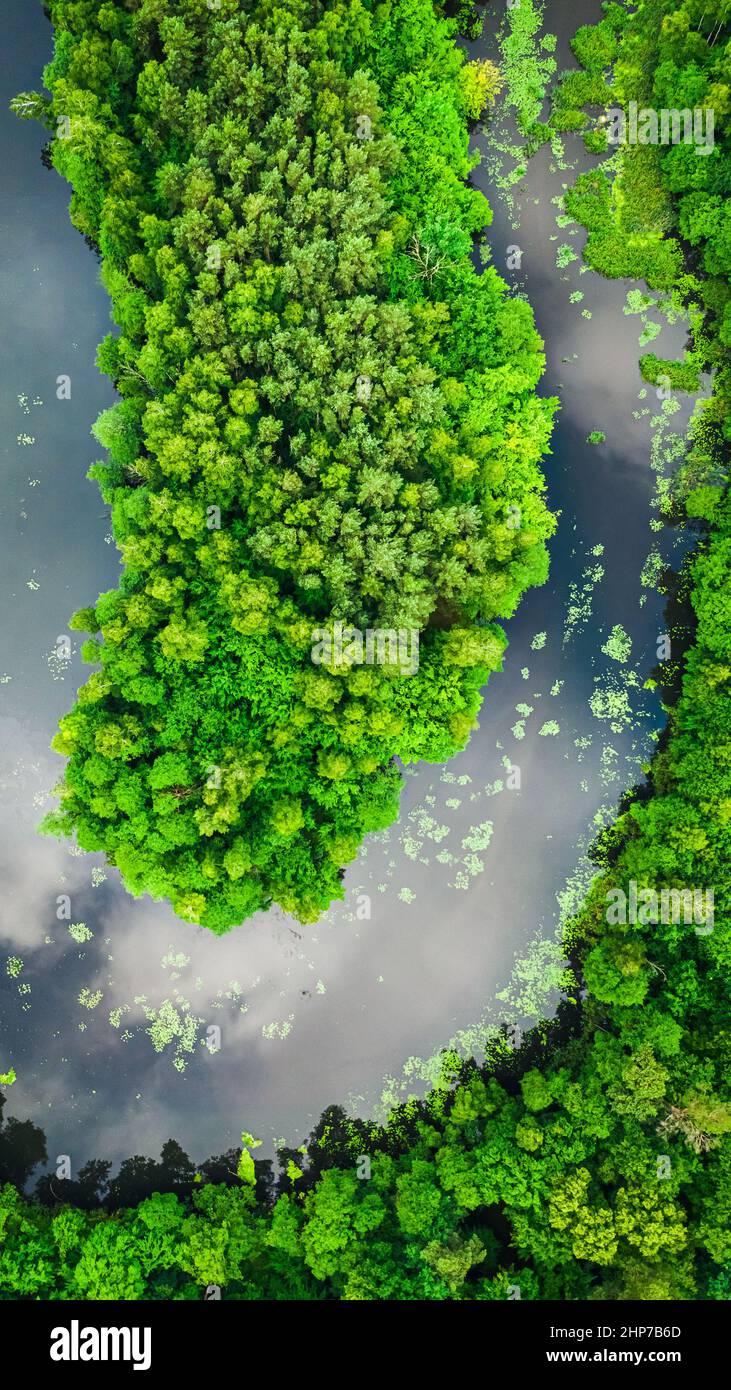Flying above river and green algae in summer. Aerial view of wildlife ...