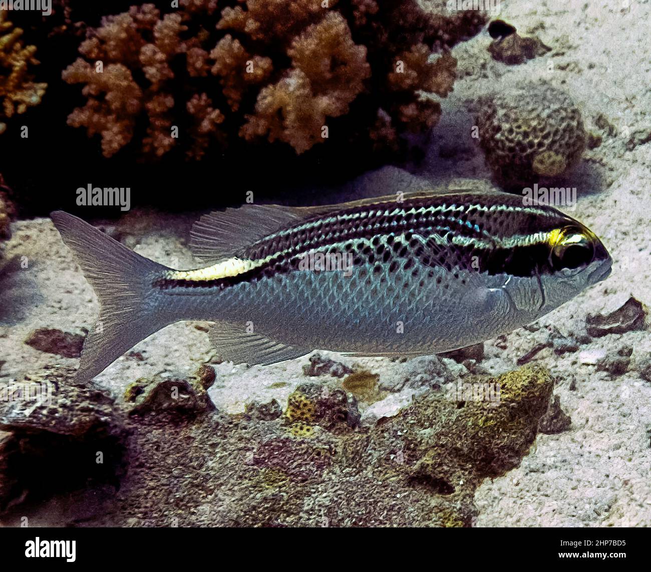 Arabian Threadfin Bream (Scolopsis ghanam) in the Red Sea, Egypt Stock ...