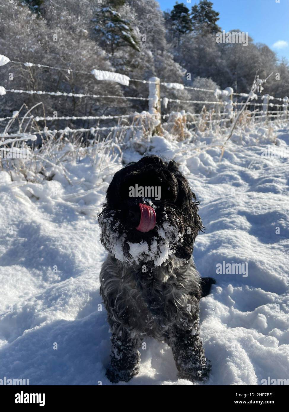 Poppy has fun in the snow near Huntly, Aberdeenshire, after Storm ...