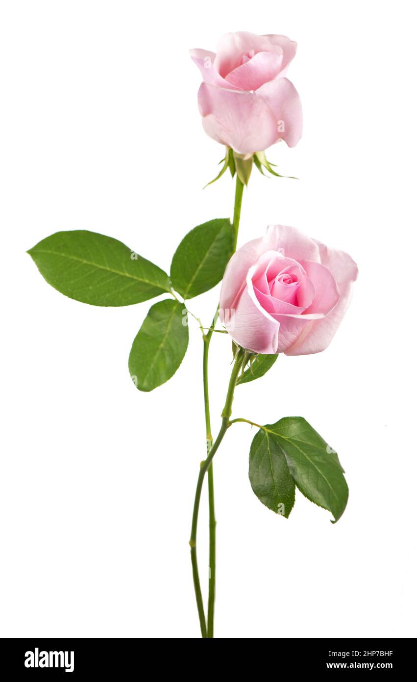 pink roses flowers isolated on white background Stock Photo - Alamy
