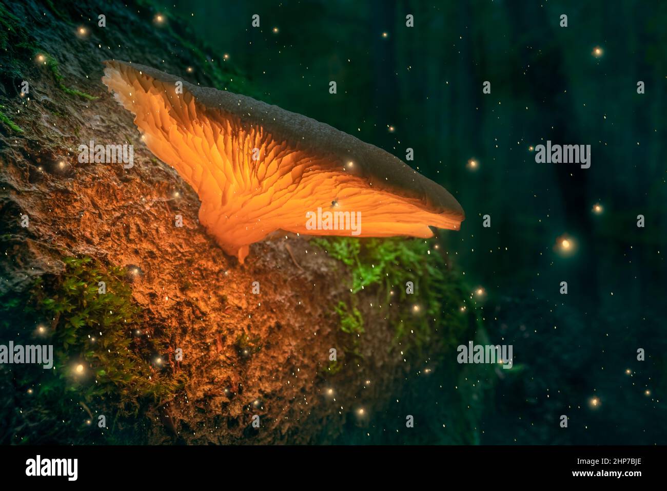 Luminous fungi hi-res stock photography and images - Alamy