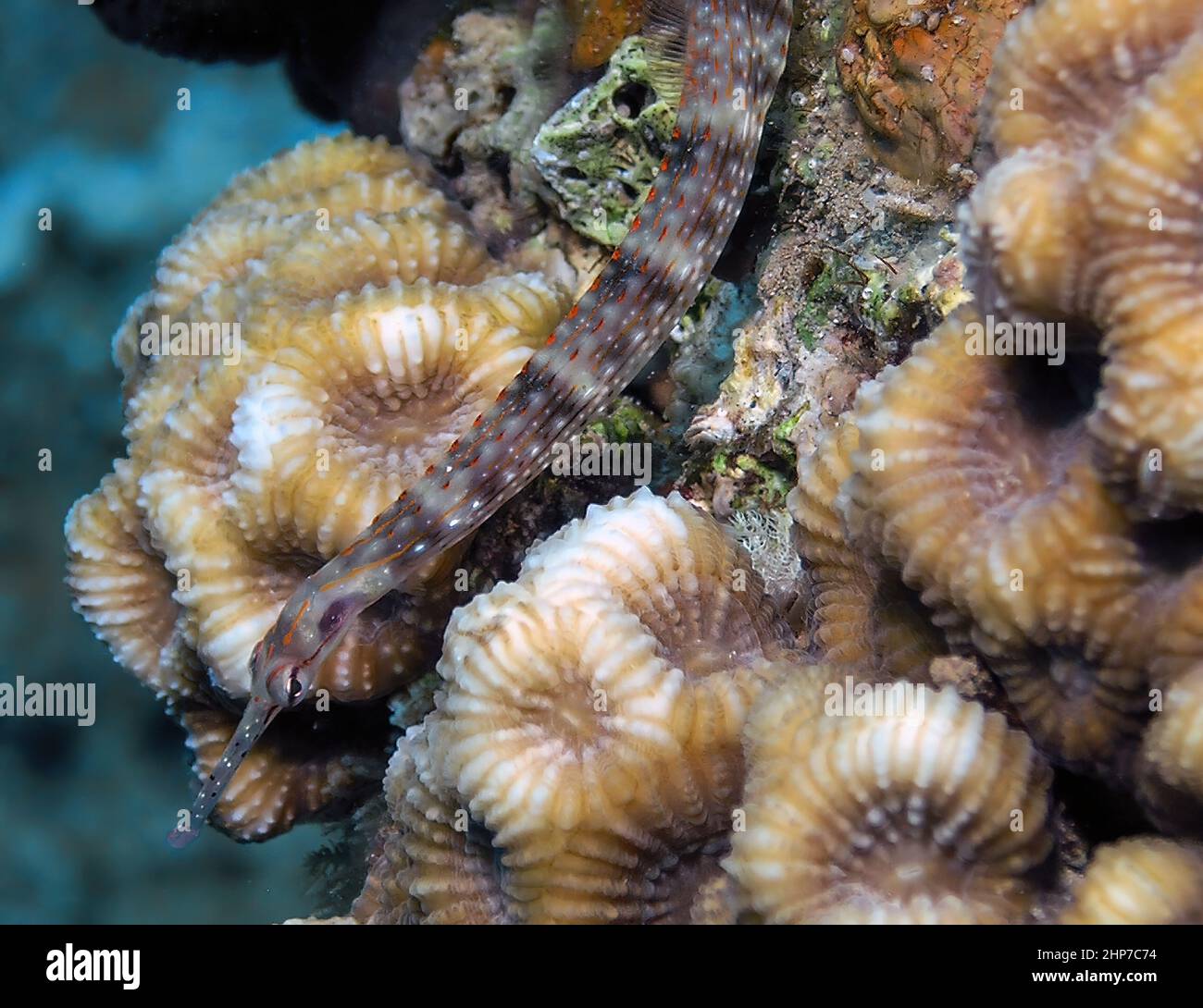 Schultz's Pipefish (Corythoichthys schultzi) in the Red Sea, Egypt ...