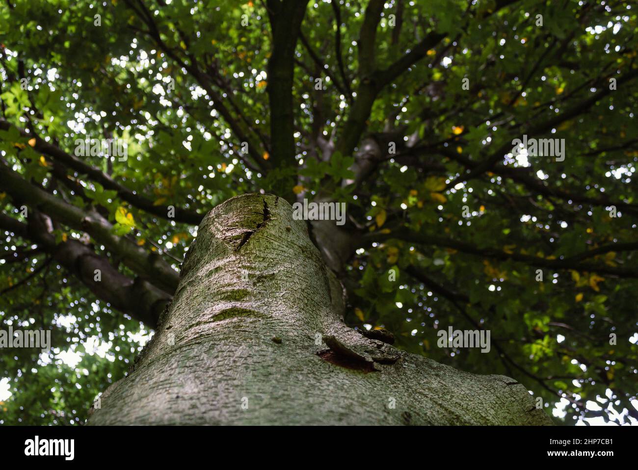 Low angle shot of tree trunk texture under sunlight Stock Photo - Alamy
