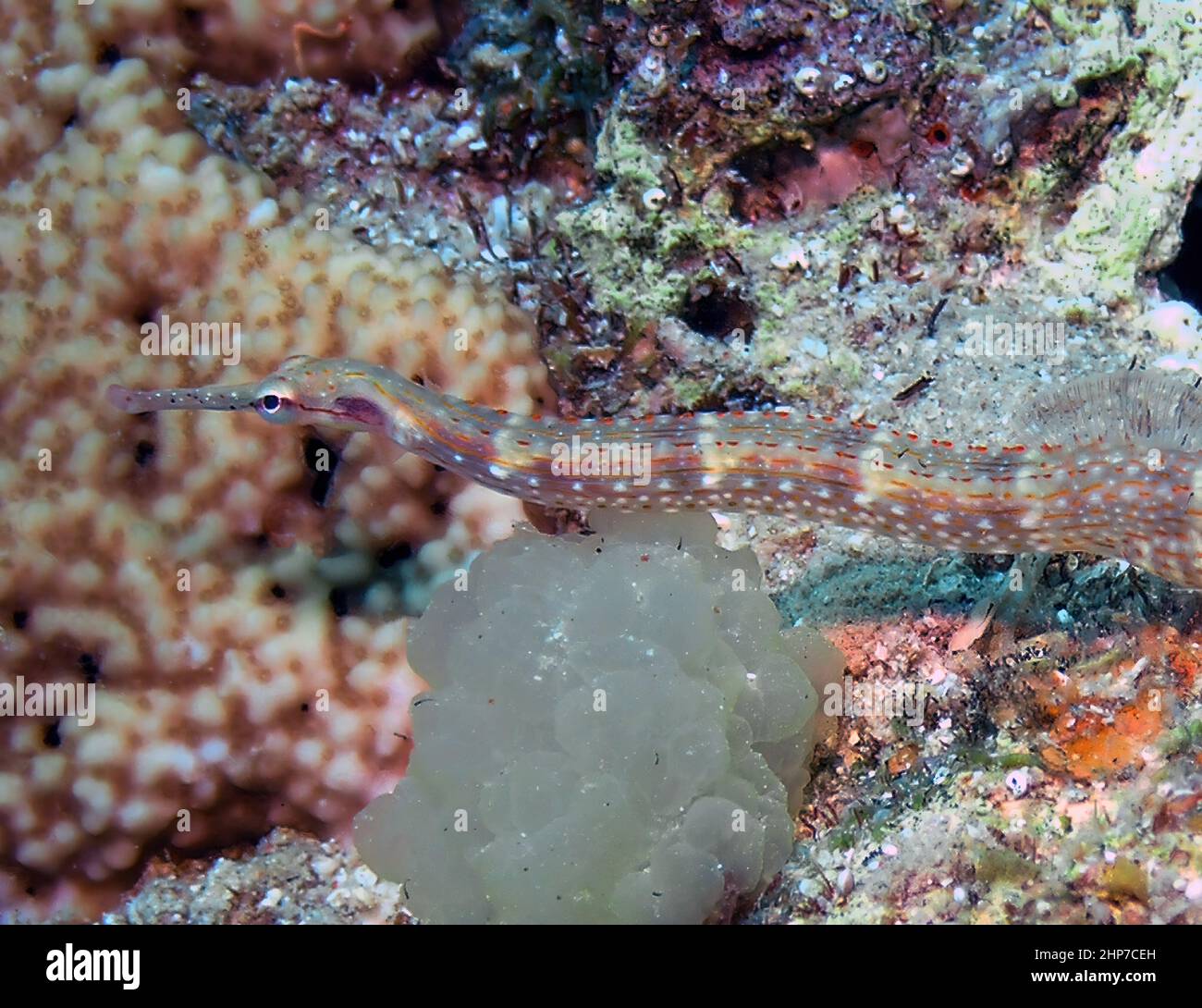 Schultz's Pipefish (Corythoichthys schultzi) in the Red Sea, Egypt ...
