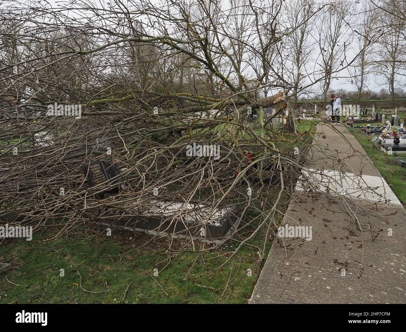 Sheerness, Kent, UK. 19th Feb, 2022. UK Weather: a tree fallen on ...