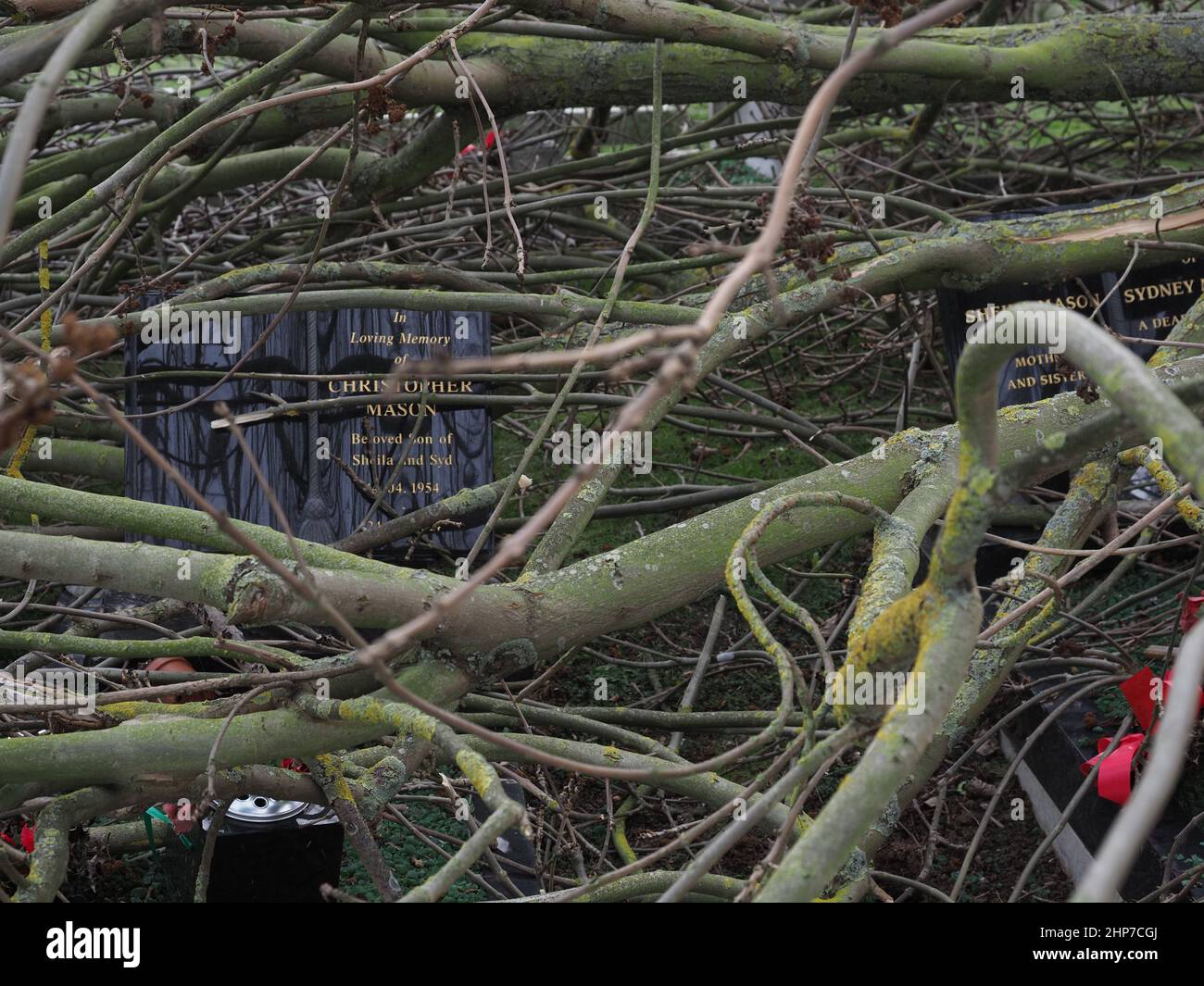 Sheerness, Kent, UK. 19th Feb, 2022. UK Weather: a tree fallen on ...