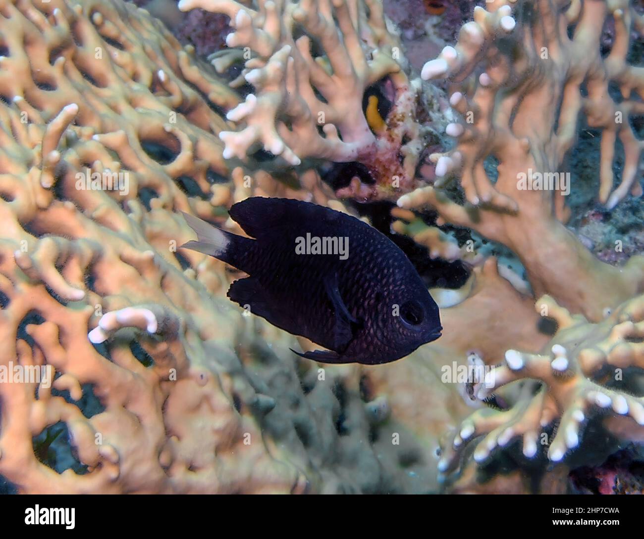 Whitefin damselfish hi-res stock photography and images - Alamy