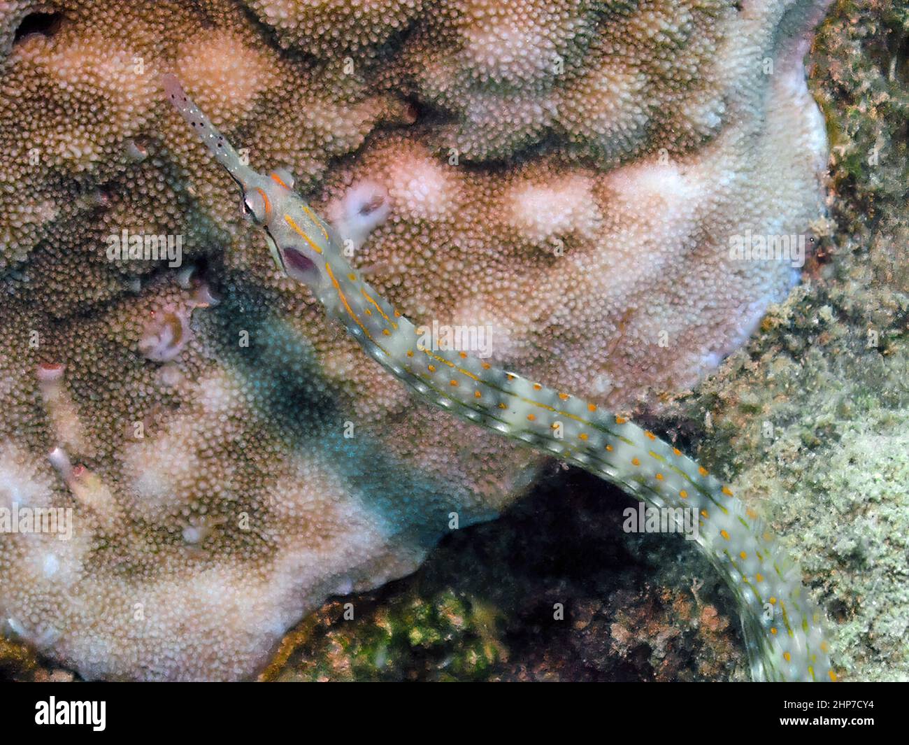 Schultz's Pipefish (Corythoichthys schultzi) in the Red Sea, Egypt ...
