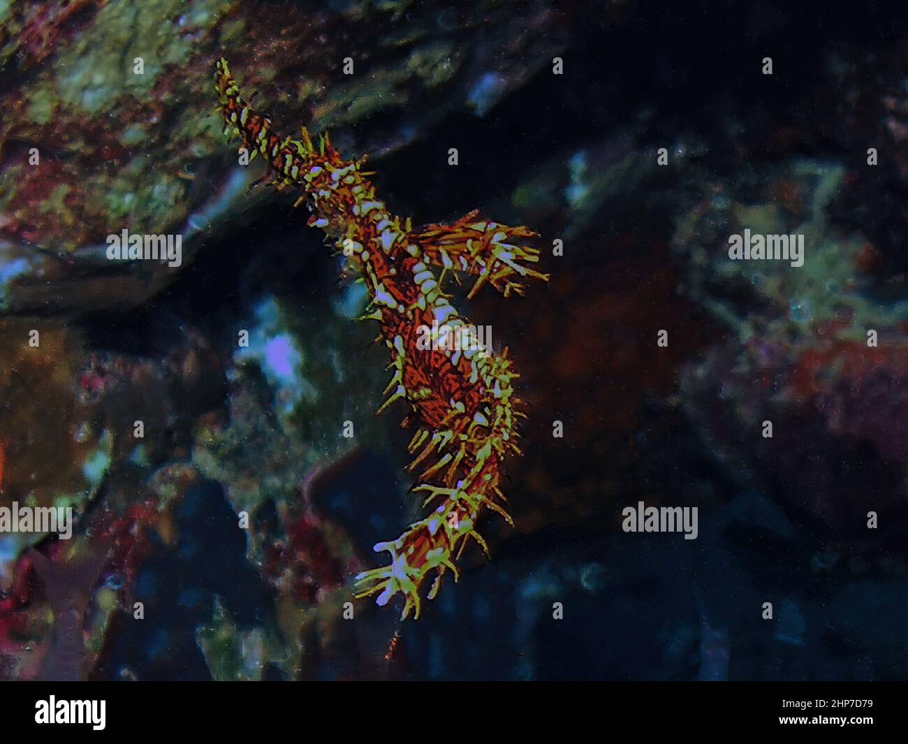 Ornate Ghost Pipefish (Solenostomus paradoxus) in the Red Sea, Egypt ...