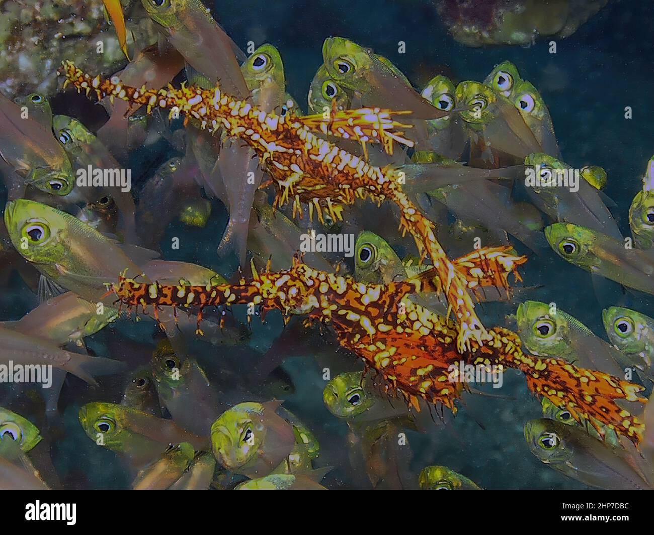 Ornate Ghost Pipefish (Solenostomus paradoxus) in the Red Sea, Egypt ...