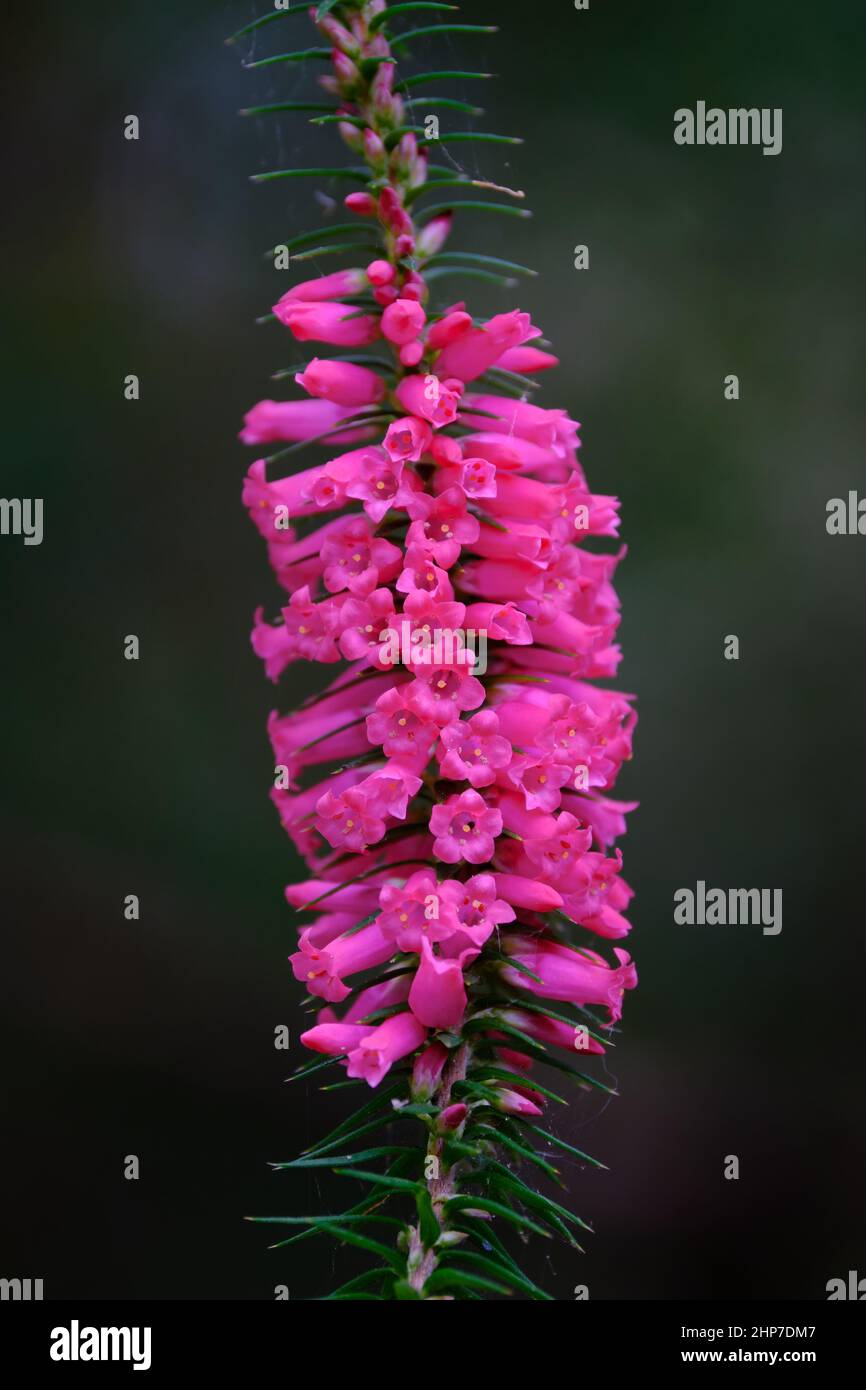 Epacris hi-res stock photography and images - Alamy