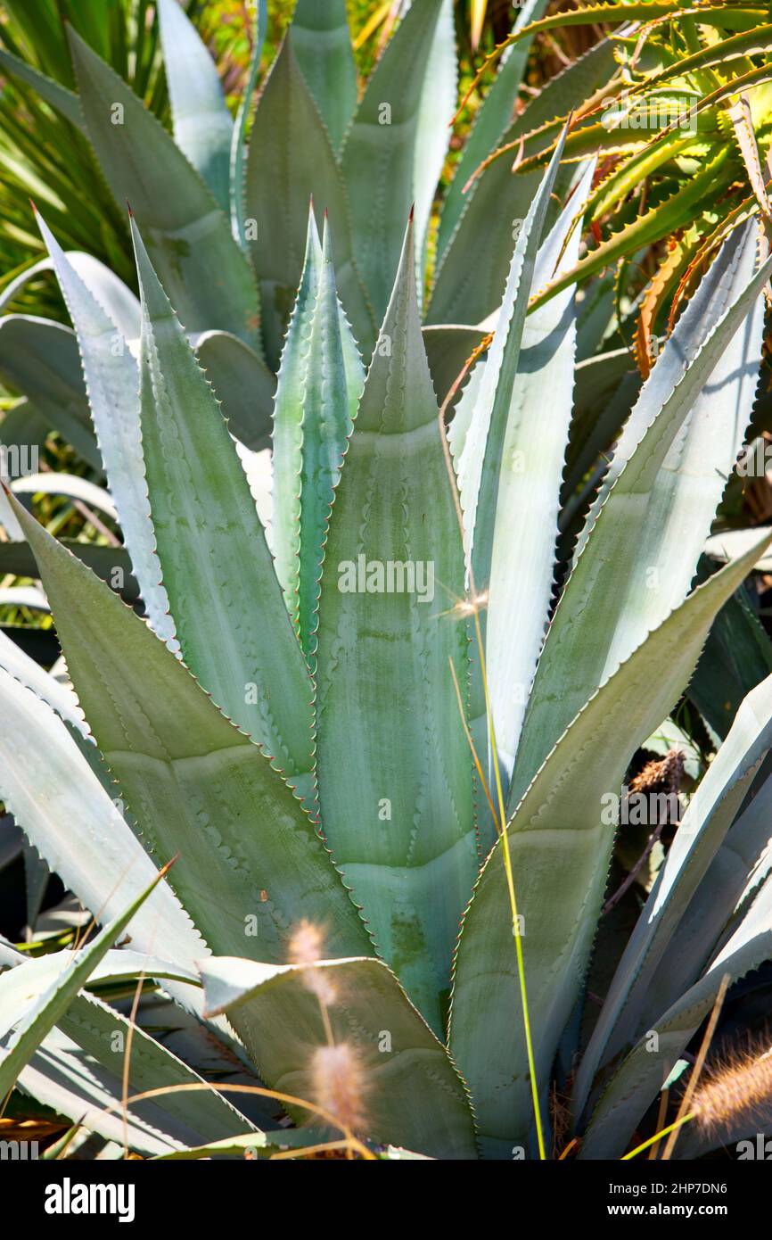 Growing agave plant close up Stock Photo - Alamy