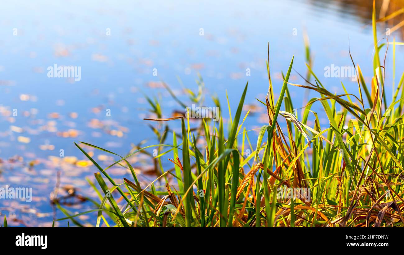 Riverside grass hi-res stock photography and images - Alamy