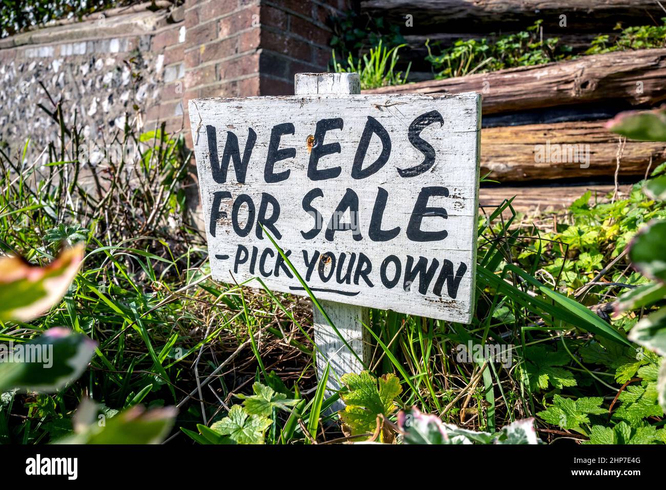 Lewes, February 14th 2022: Weeds for sale sign at Lewes Castle Stock ...